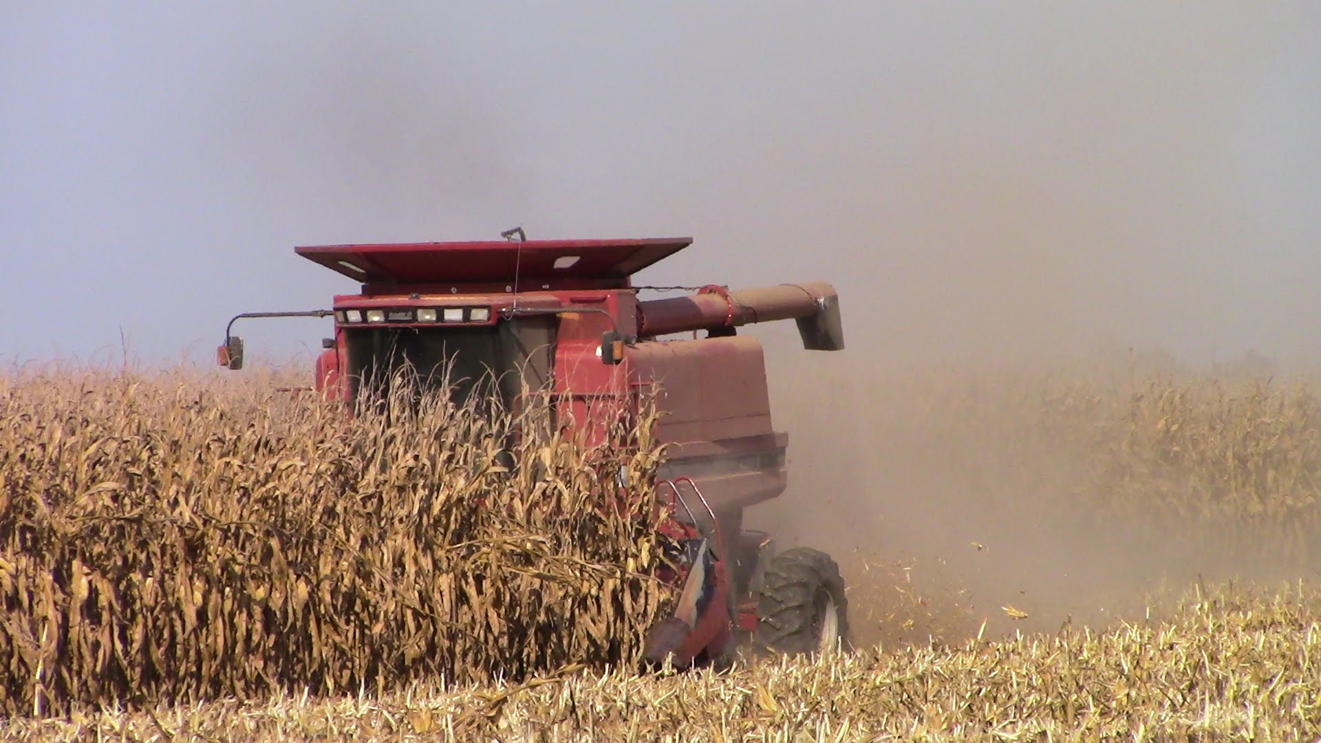 Case IH 2188 Axial-Flow Combine Harvesting Corn